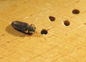What Are Powder Post Beetles and How Can You Get Them Out of Your ...