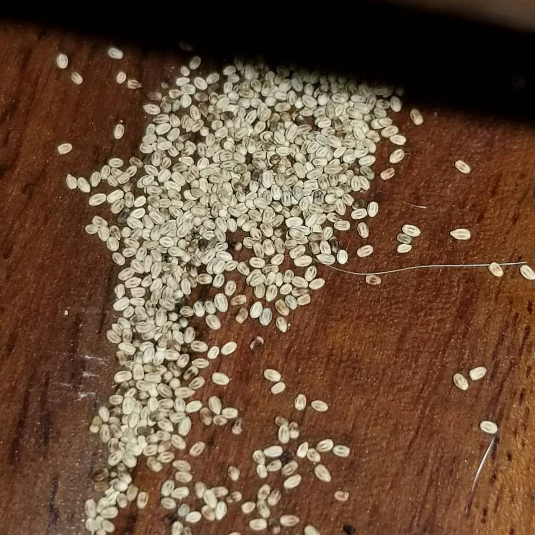 The Types of Termites That Can Damage Your Hardwood Floors and How To ...